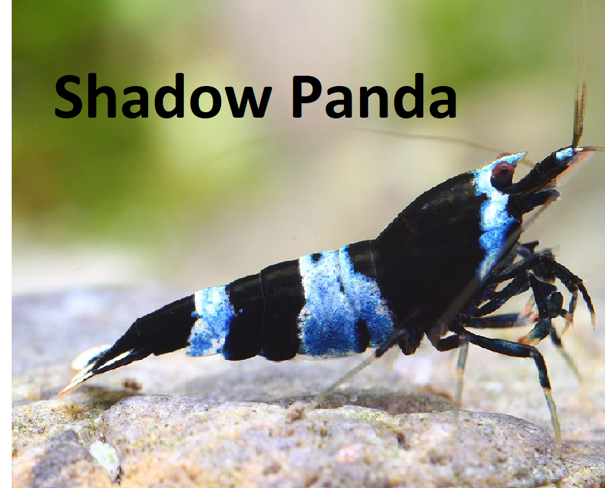 Freshwater – Tagged "Axolotl"– Shop Reef N Reptile