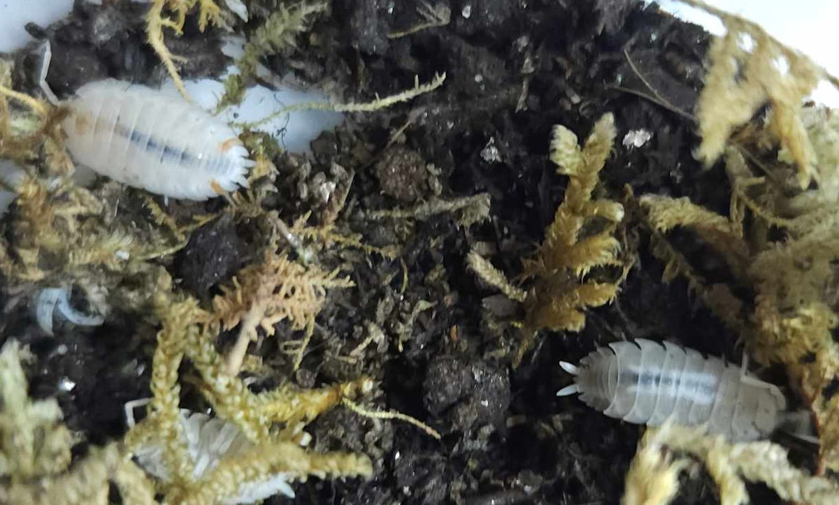 Powder White Isopods – Shop Reef N Reptile