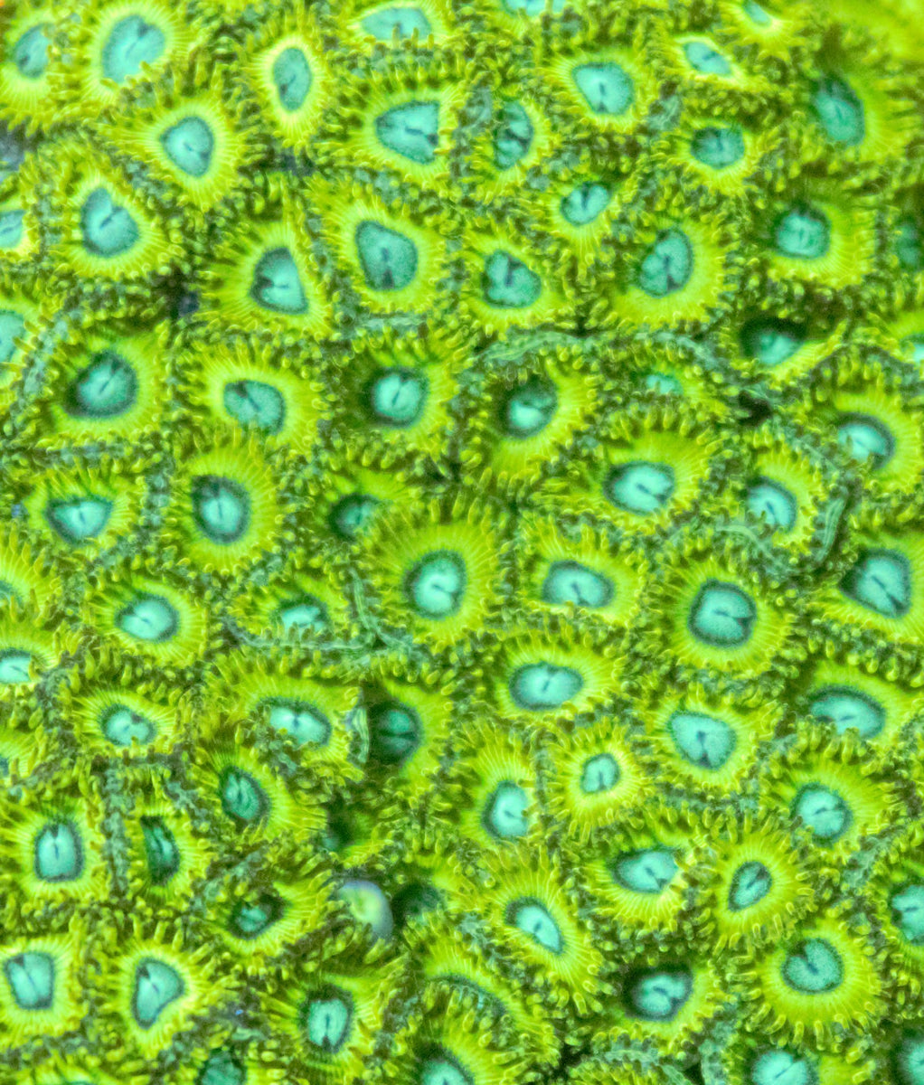 Pikachu Zoanthids – Shop Reef N Reptile
