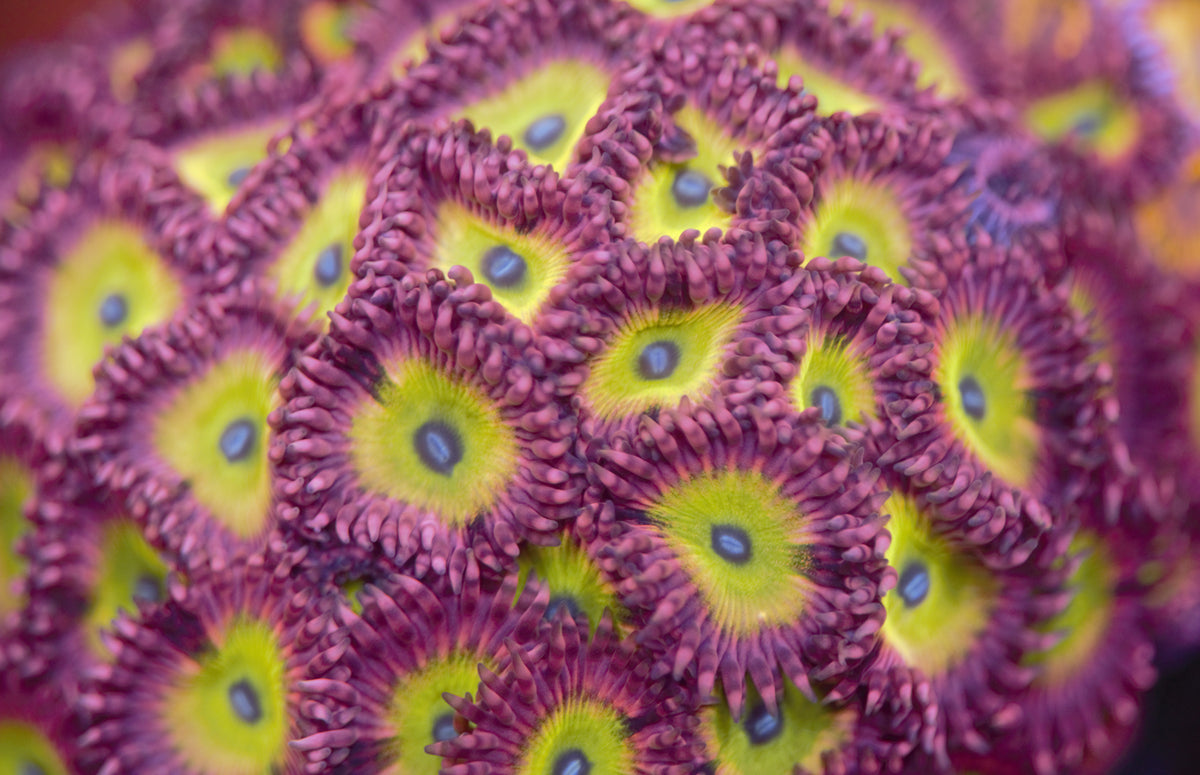 Pink Hippo / Chuckie's Bride Zoanthids – Shop Reef N Reptile