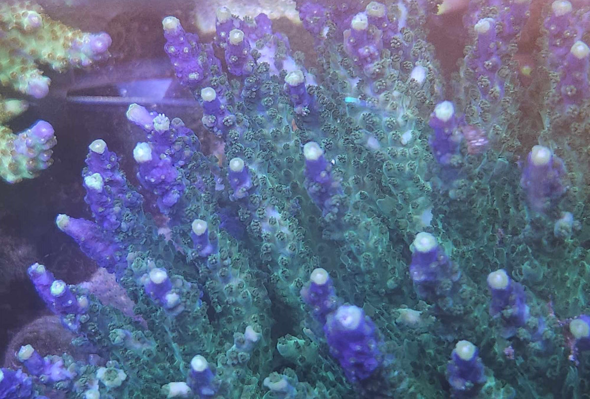 Tri-color Valida Acropora – Shop Reef N Reptile