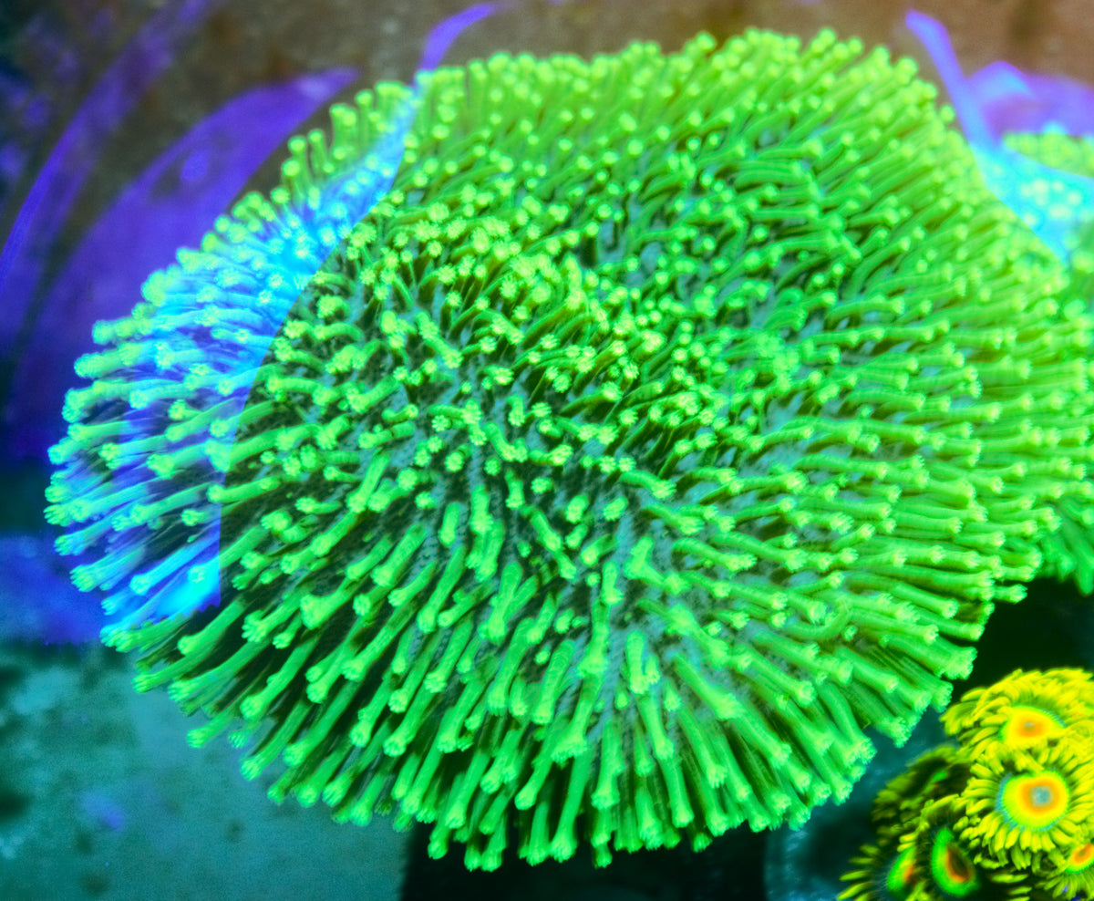 Tyree Toadstool Leather Frag – Shop Reef N Reptile