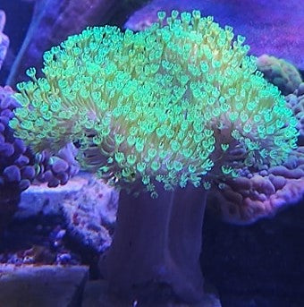 Tyree Toadstool Leather Frag – Shop Reef N Reptile