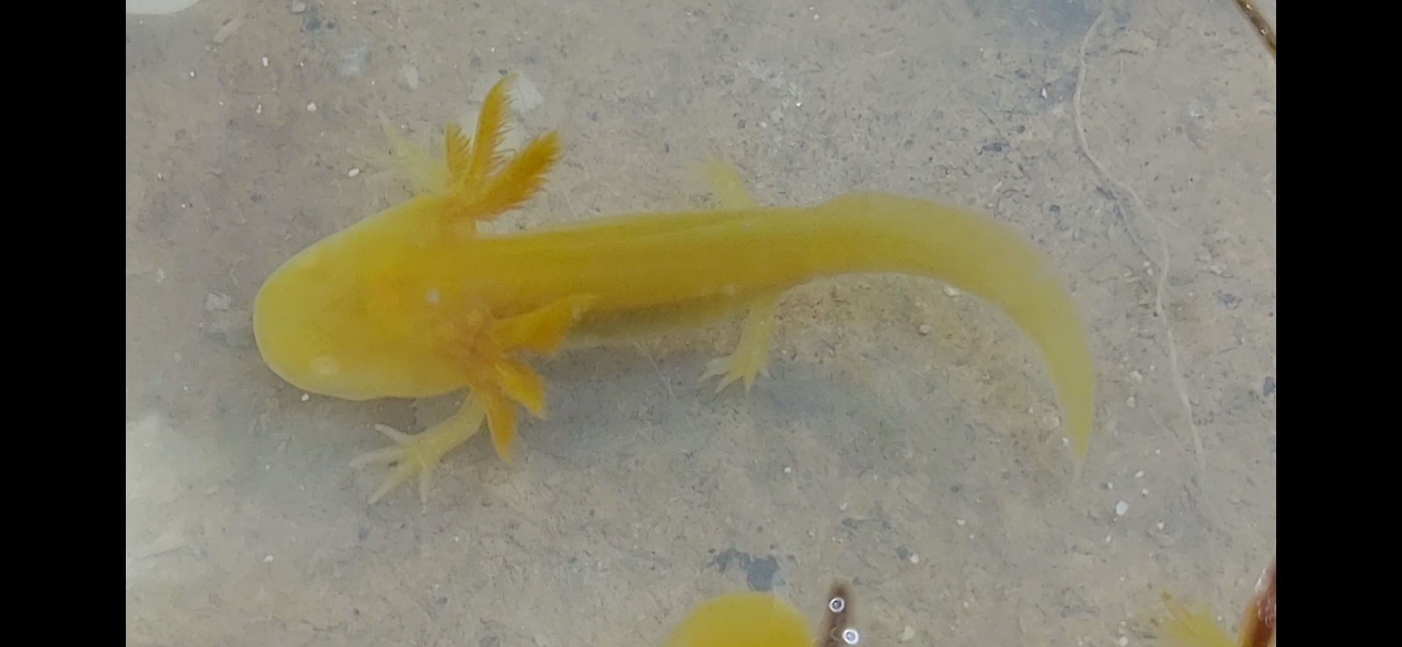Golden Albino Axolotl