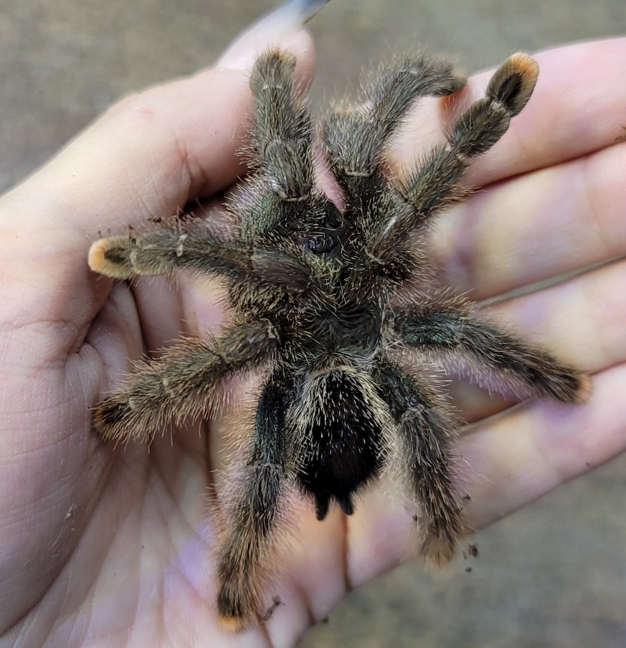 Metallic Pink Toe Tarantula – Shop Reef N Reptile