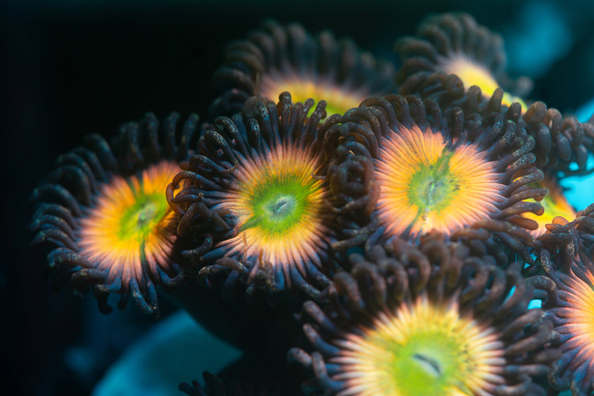 Rainbow Infusion Zoa – Shop Reef N Reptile