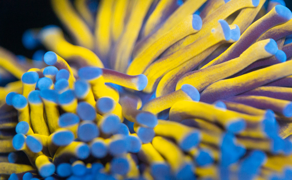 Aussie Gold Torch – Shop Reef N Reptile