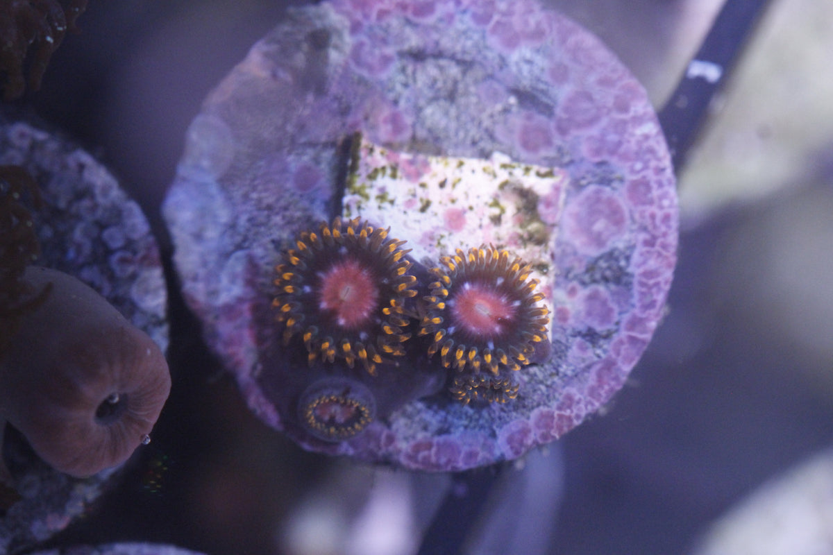 KH Sunburst Zoa – Shop Reef N Reptile