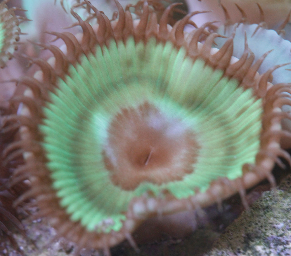 CRR Toxic Sludge Palythoa grandis – Shop Reef N Reptile